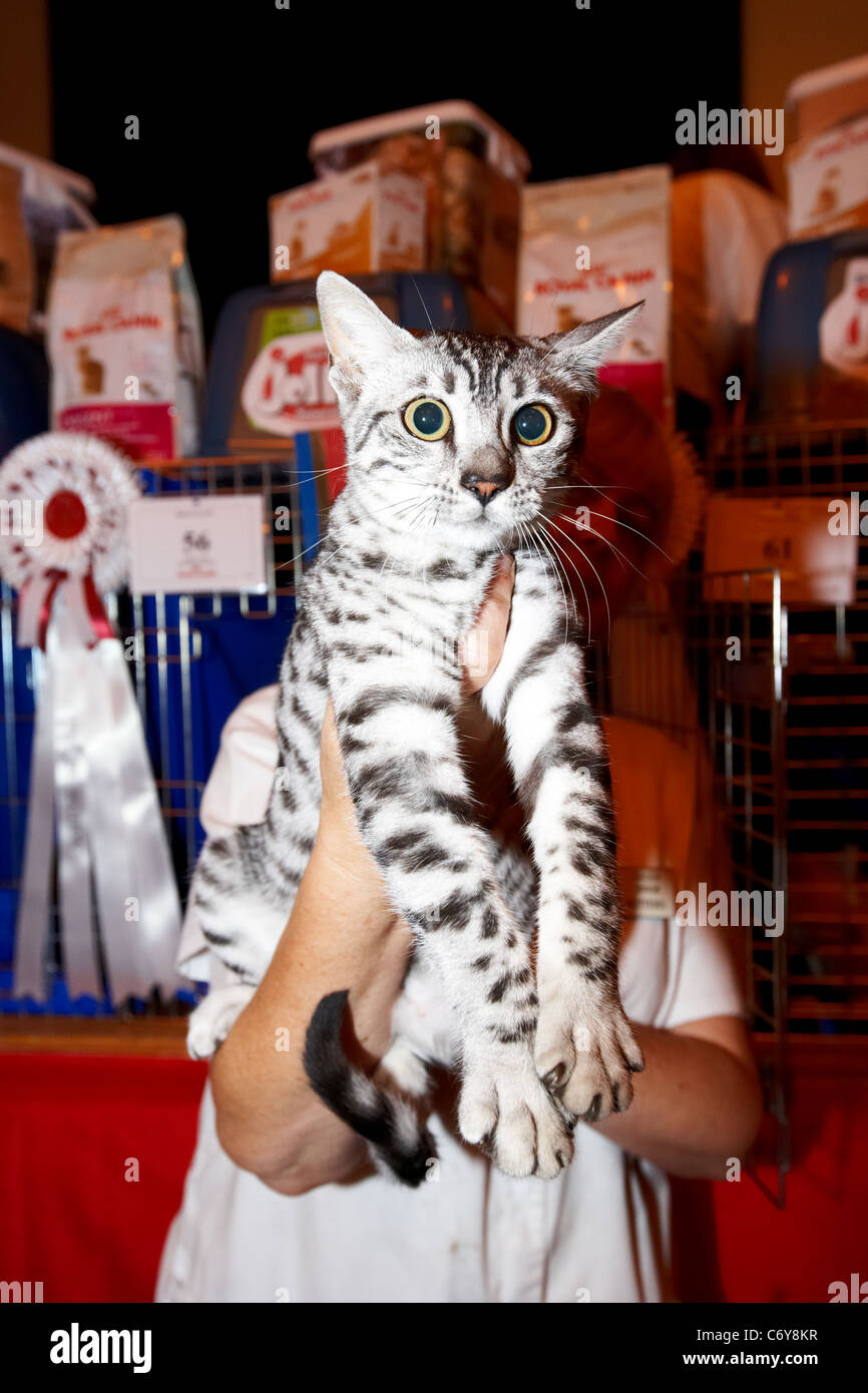 Winner cat show hi-res stock photography and images - Alamy