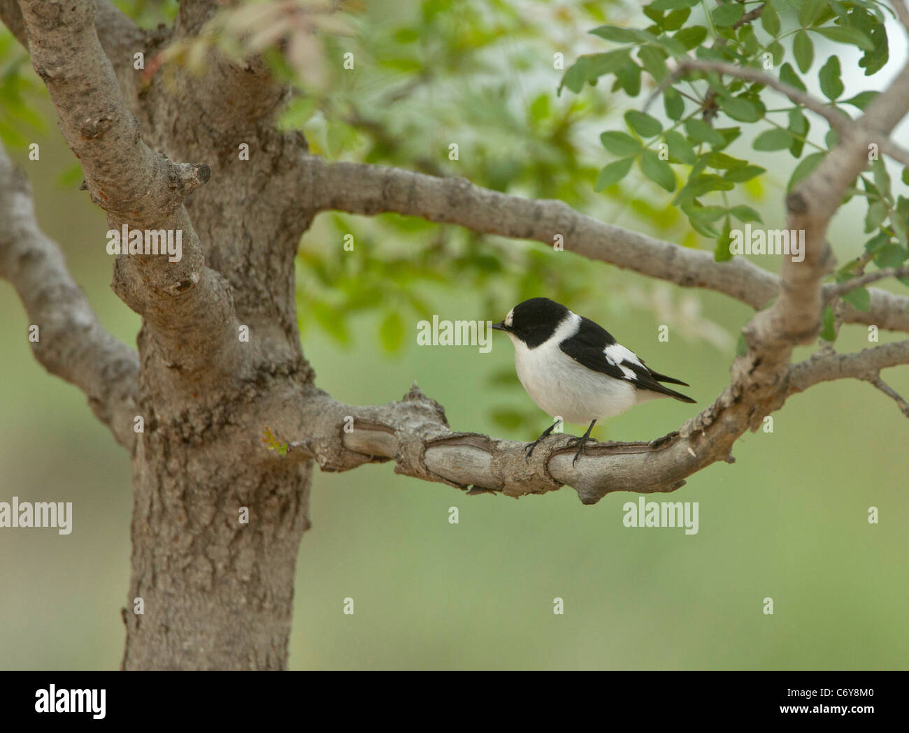 Collared Flycatcher Male Ficedula albicollis in Cyprus Spring Stock ...