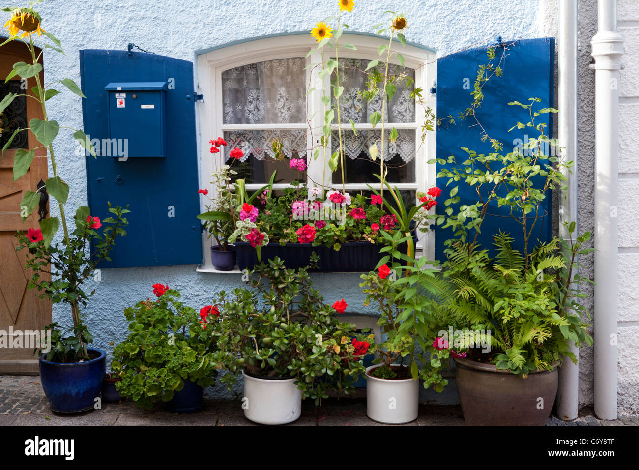 Small window with blue shutters decorated with all sorts of plants and ...