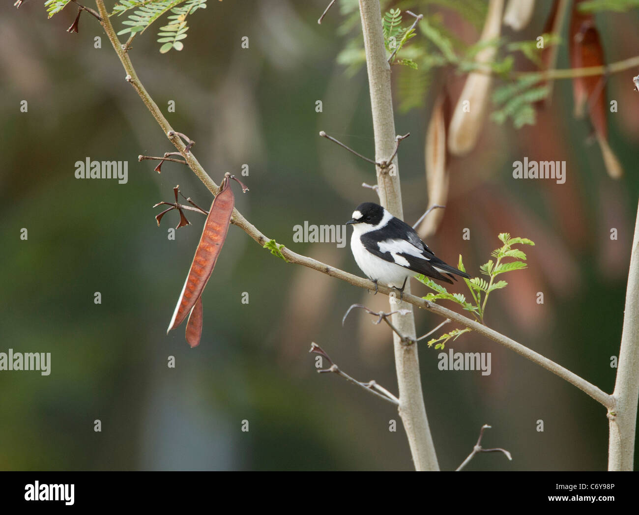 Collared Flycatcher Male Ficedula albicollis in Cyprus Spring Stock ...
