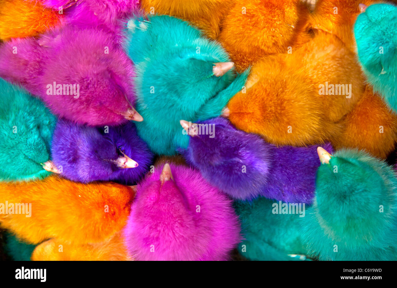 Group Of Young Colorful Chicks All Together Stock Photo - Alamy