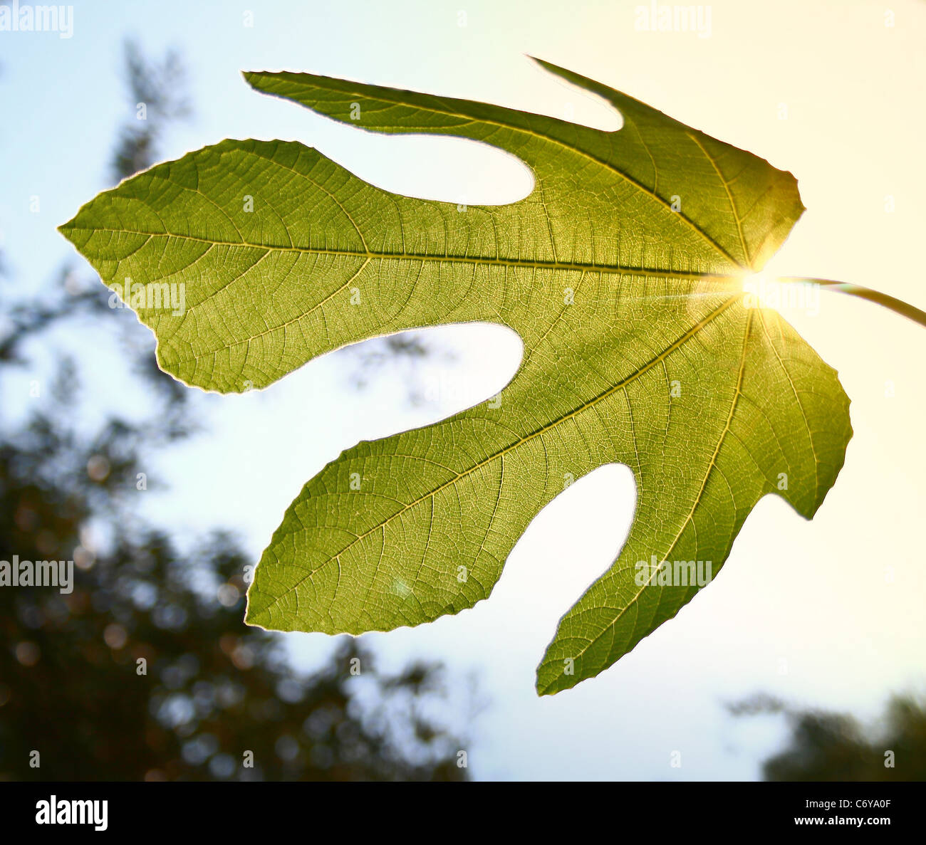Sun agriculture leaf hi-res stock photography and images - Alamy
