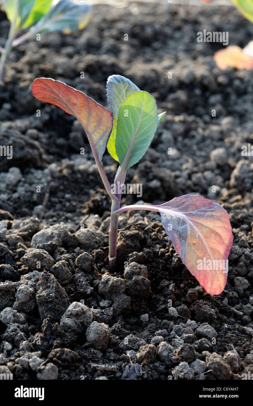 Cabbage seedling hi-res stock photography and images - Alamy