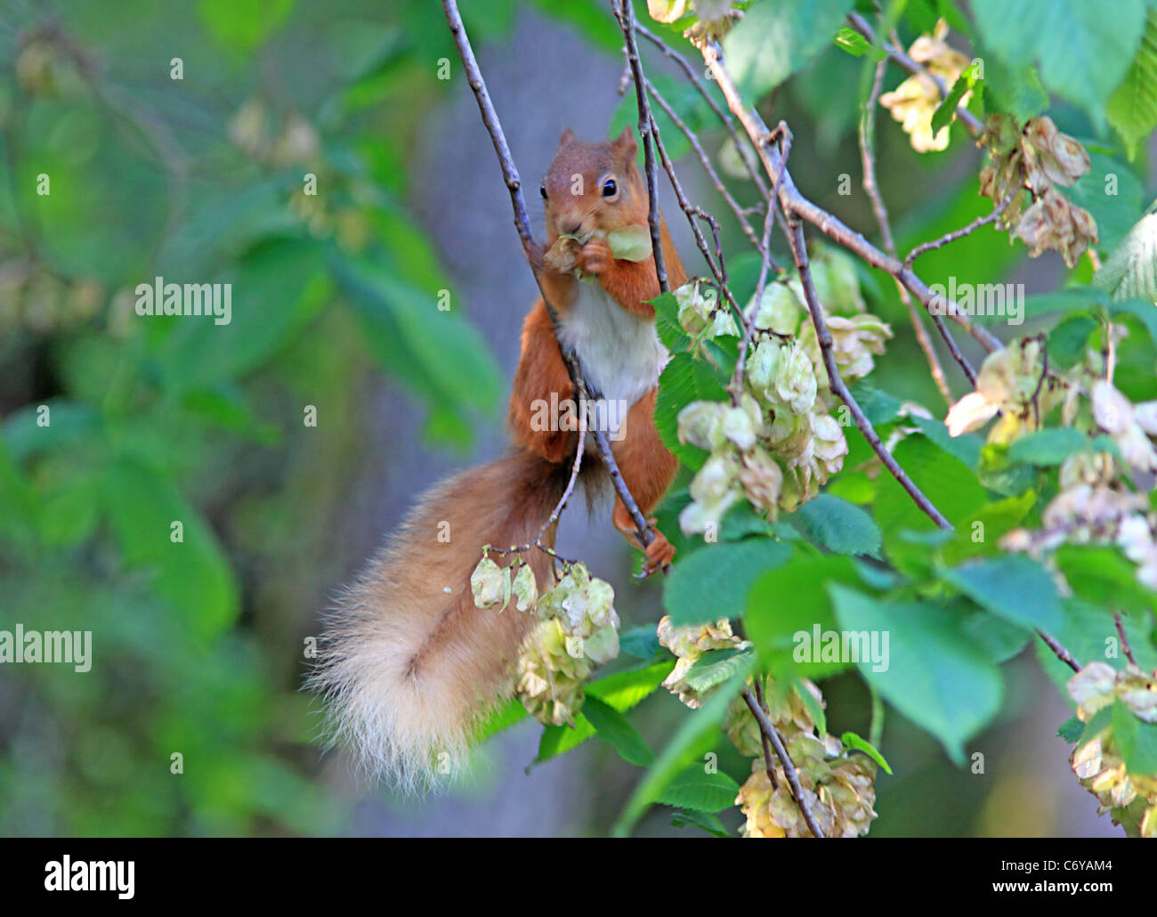 Red squirrel flowers hi-res stock photography and images - Alamy