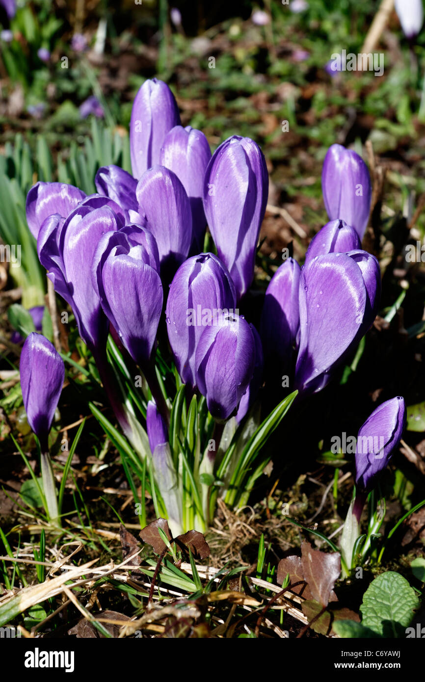 Crocus in flower at spring Stock Photo - Alamy