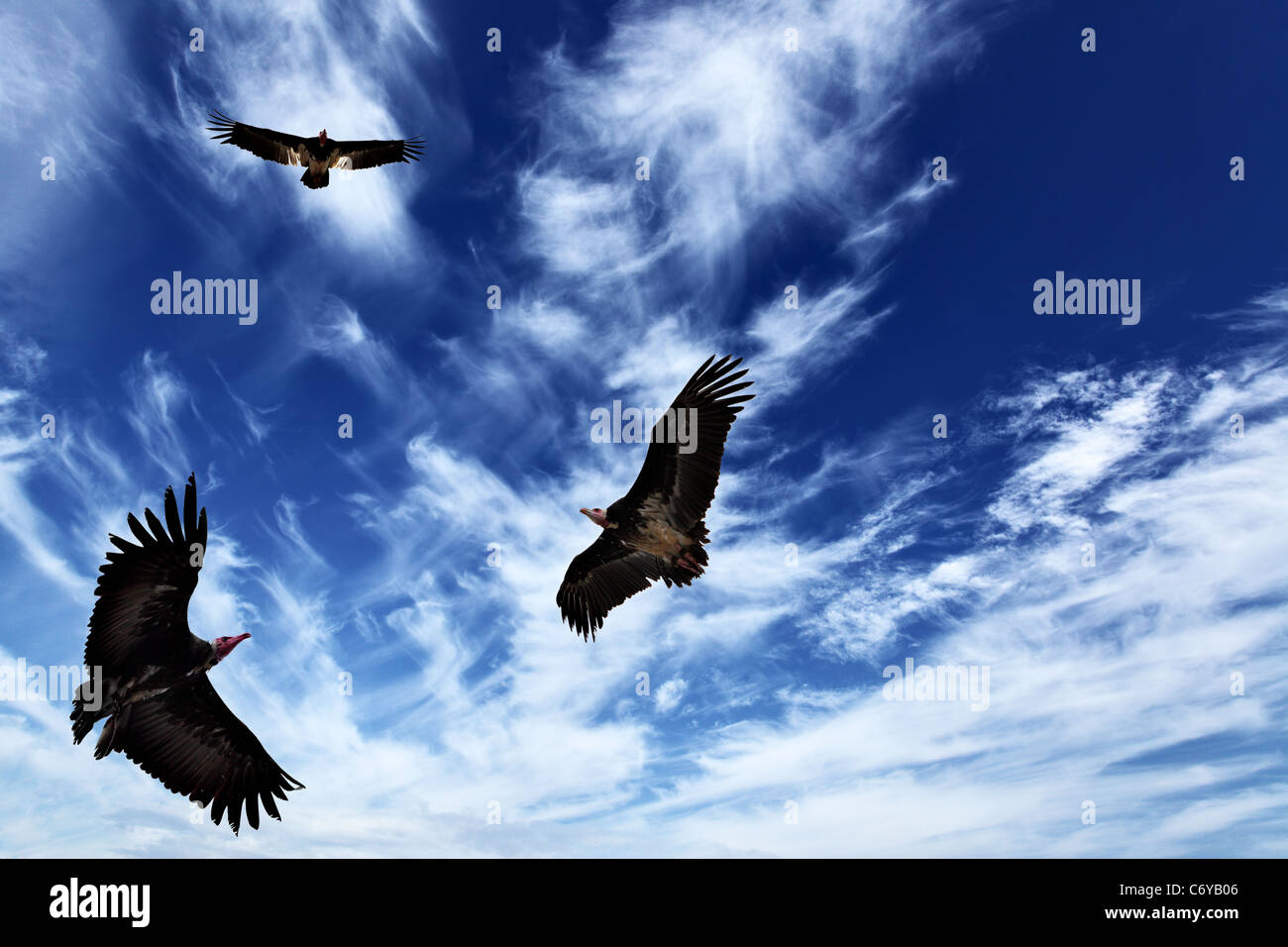 Flying with eagles hi-res stock photography and images - Alamy