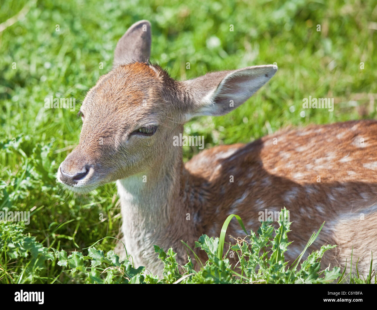 Fallow deer fawns hi-res stock photography and images - Alamy