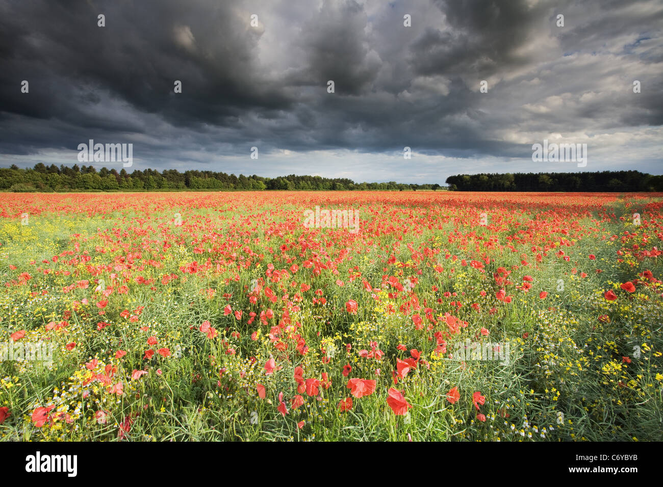 A field of poppies in the North Lincolnshire countryside on a stormy ...