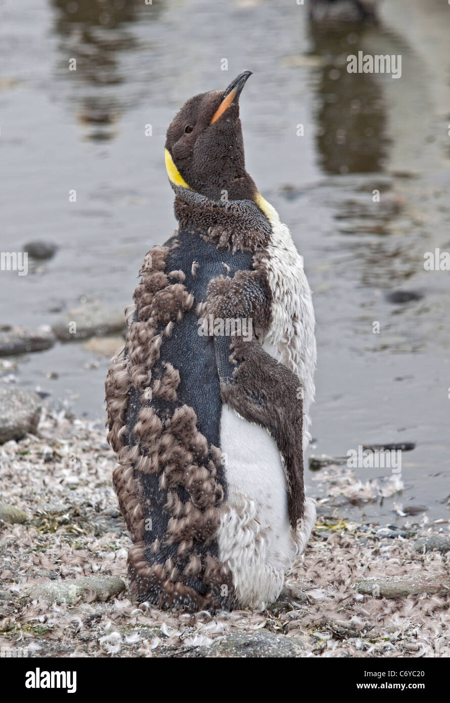 Juvenile King Penguin (aptenodytes patagonicus) moulting, St Andrews ...