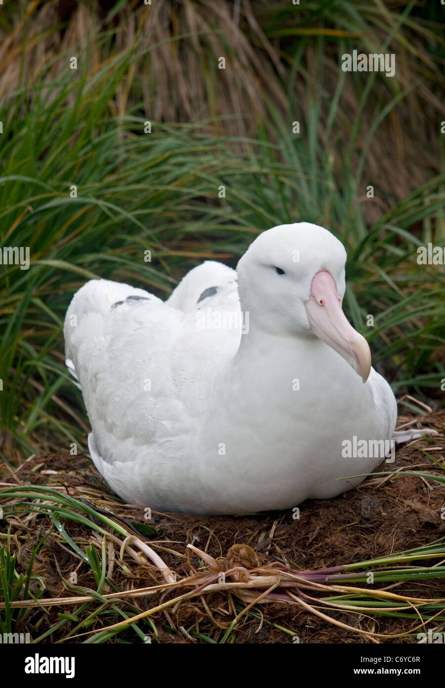 Antarctic albatross nest hi-res stock photography and images - Alamy
