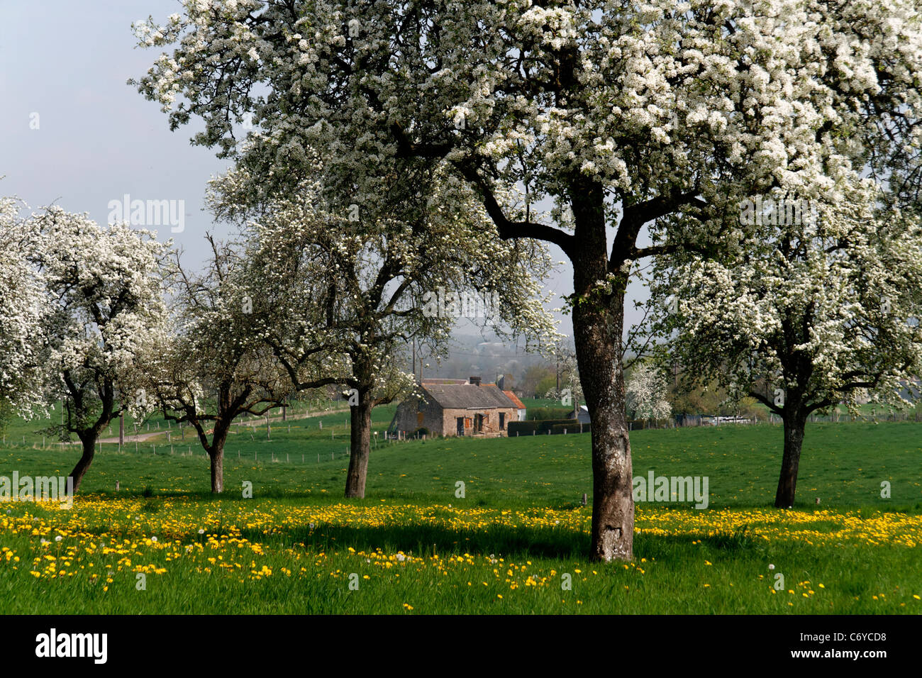 Perry pear trees in a meadow at spring (Domfrontais, Orne, Normandy ...