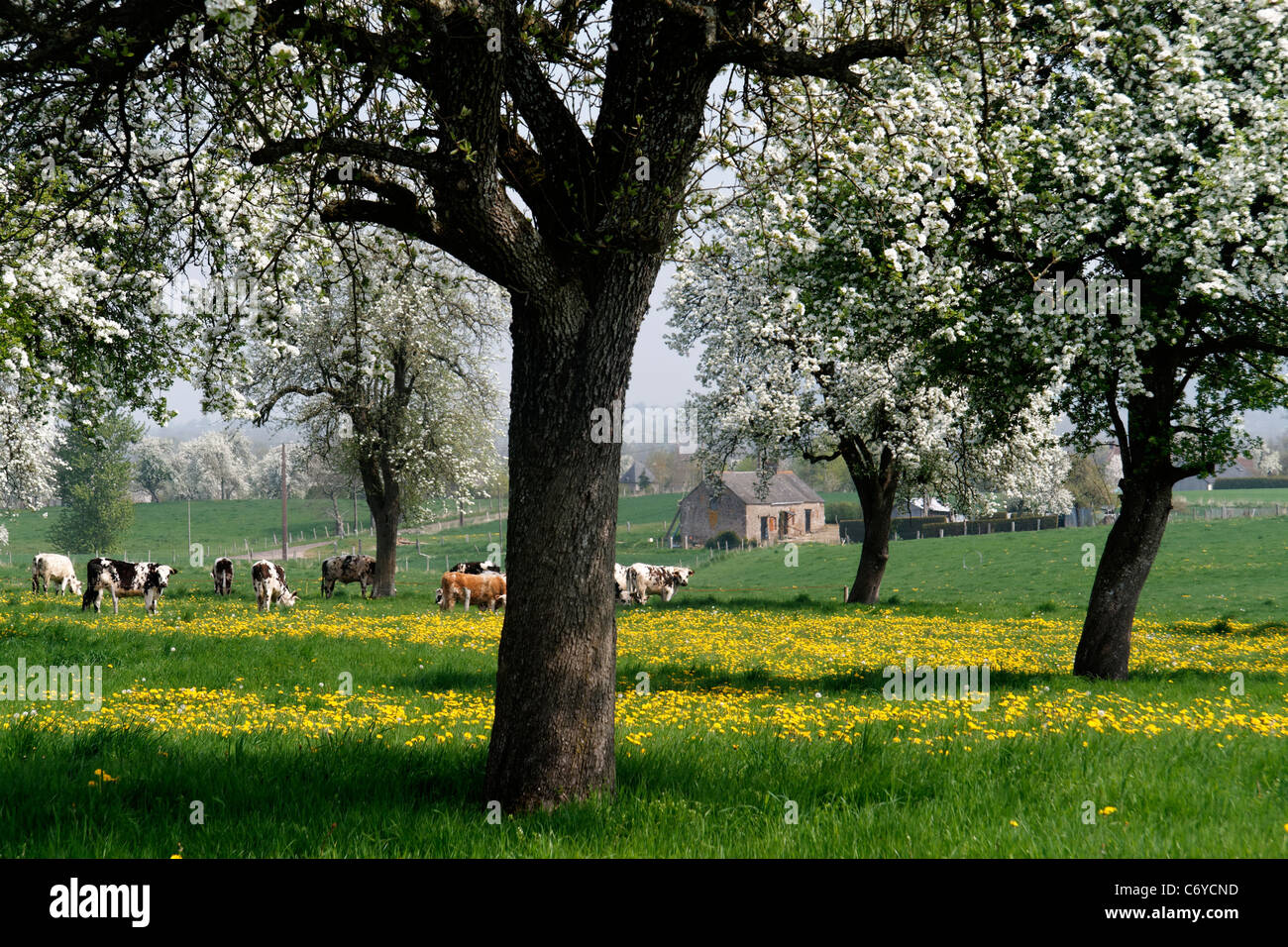 Perry pear trees in bloom at spring (Domfrontais, Orne, Normandy ...