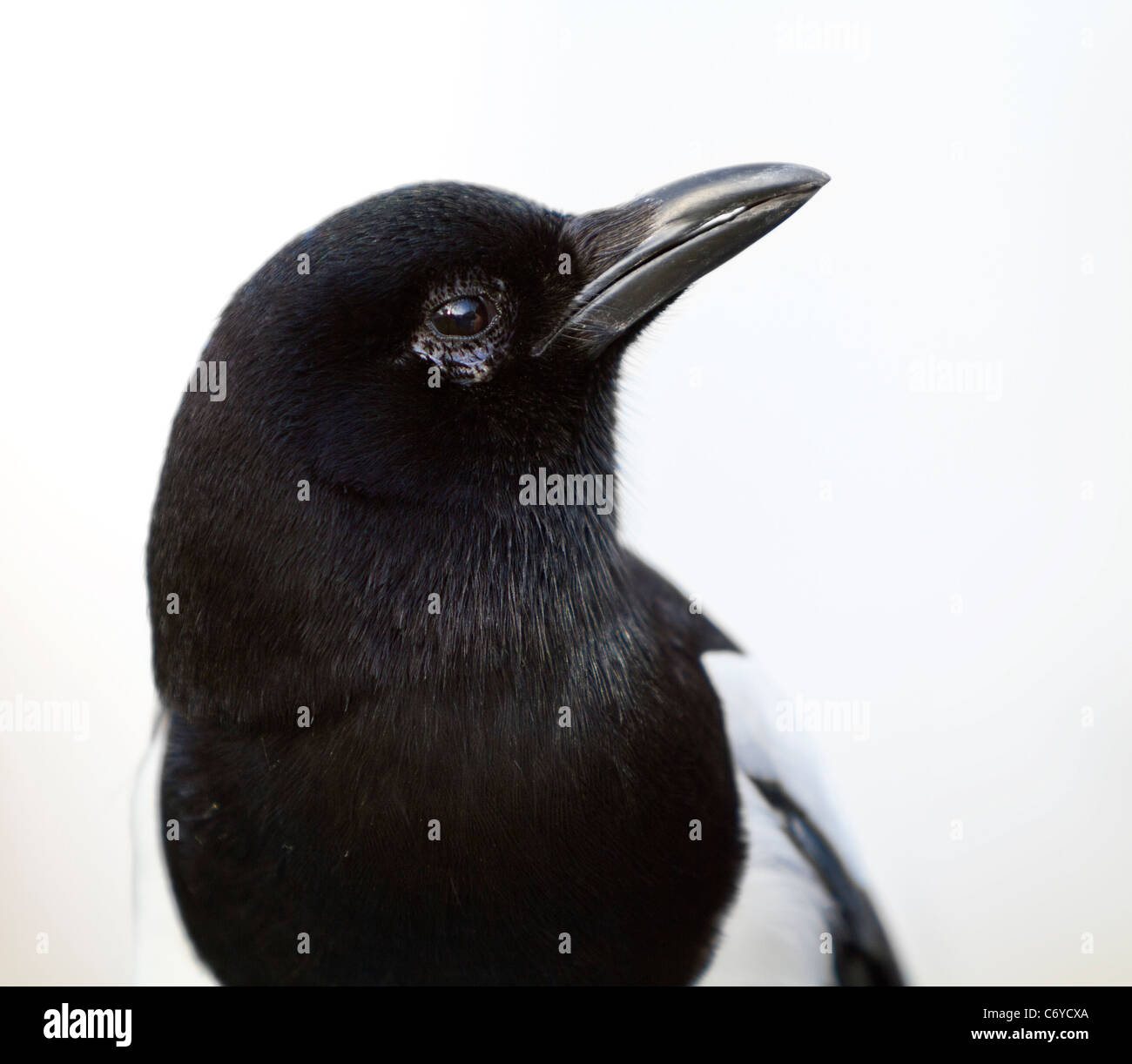 head of magpie. picture of bird taken in germany Stock Photo - Alamy