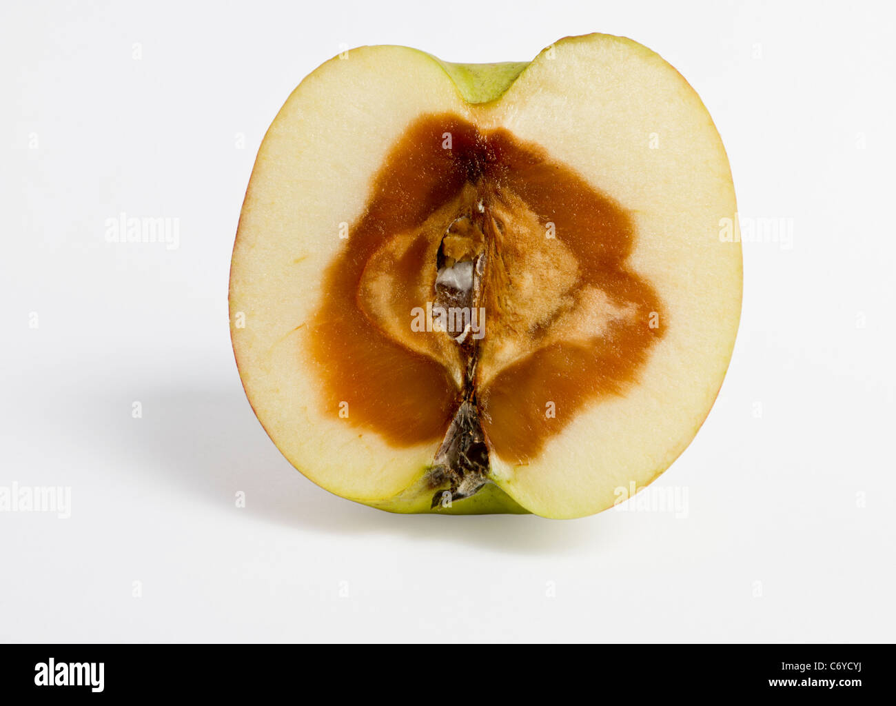 feculent apple - rotten from the center - grey background - with ...