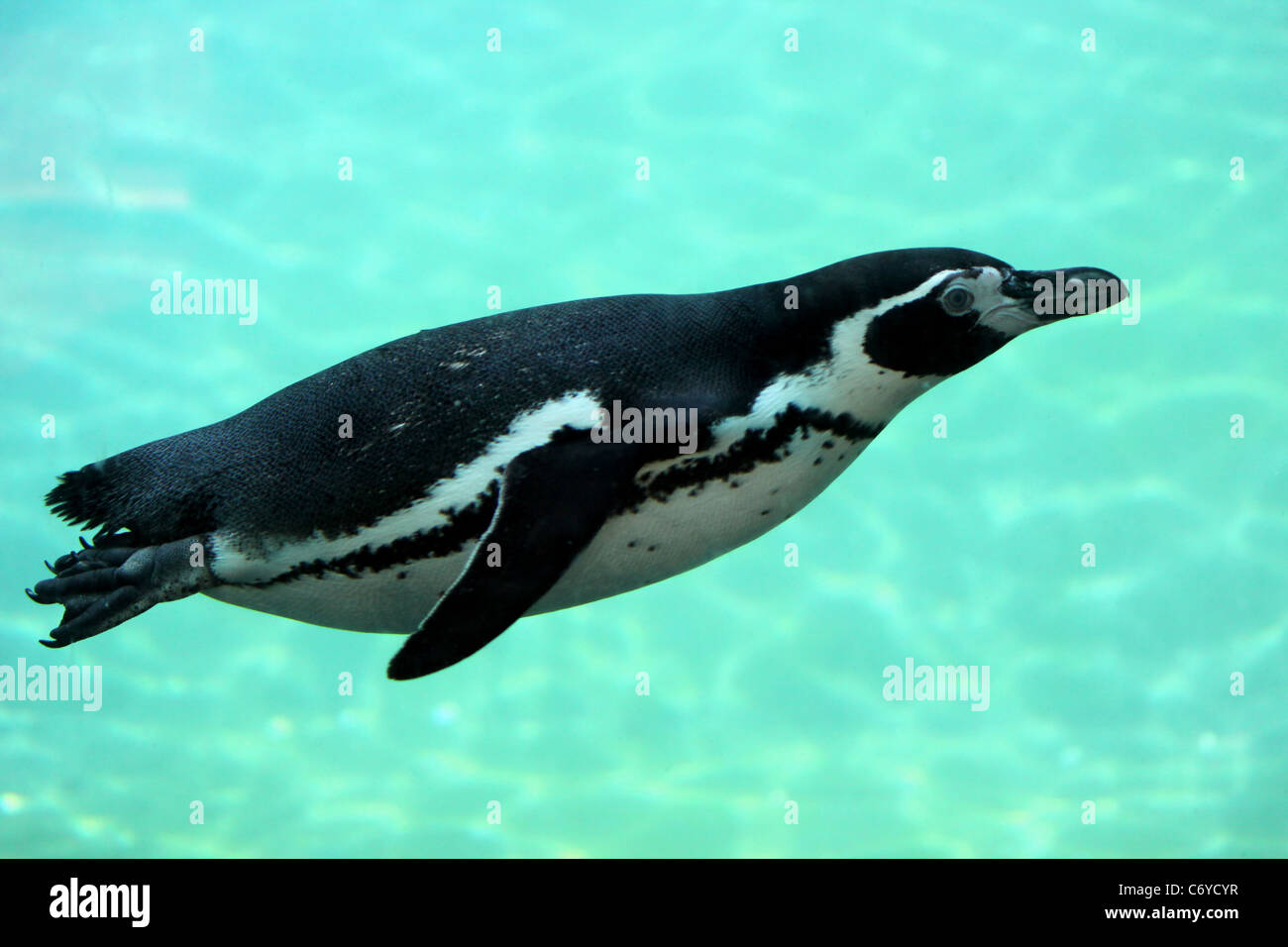 penguin in water Stock Photo - Alamy