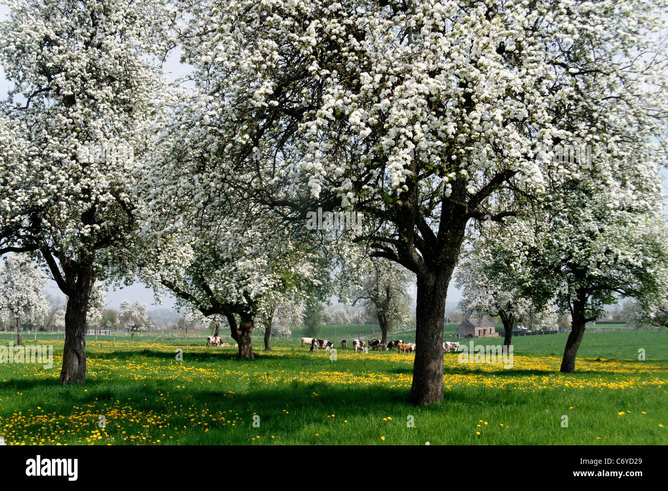 Orchard meadow hi-res stock photography and images - Alamy