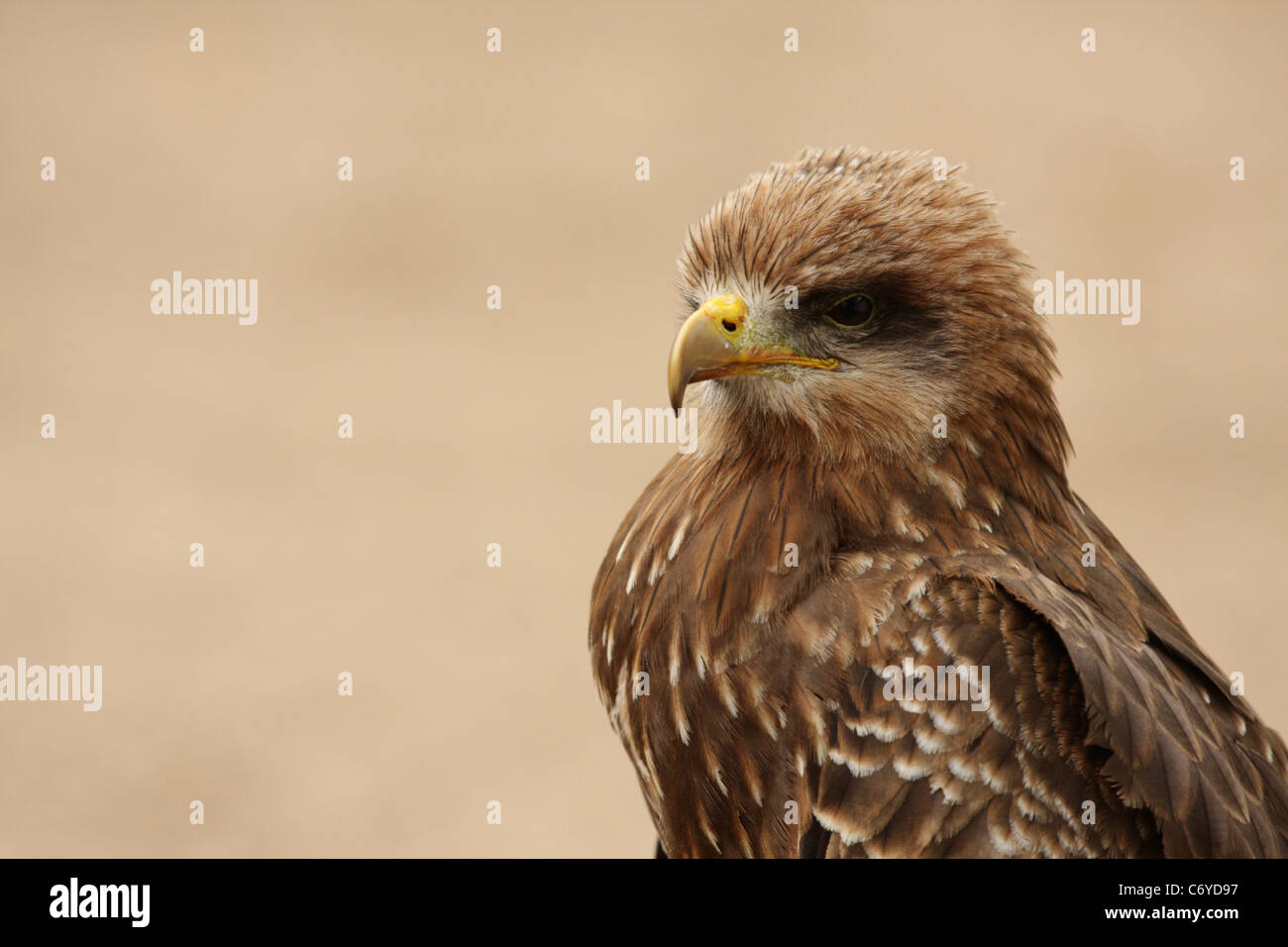 Welsh hawking centre hi-res stock photography and images - Alamy