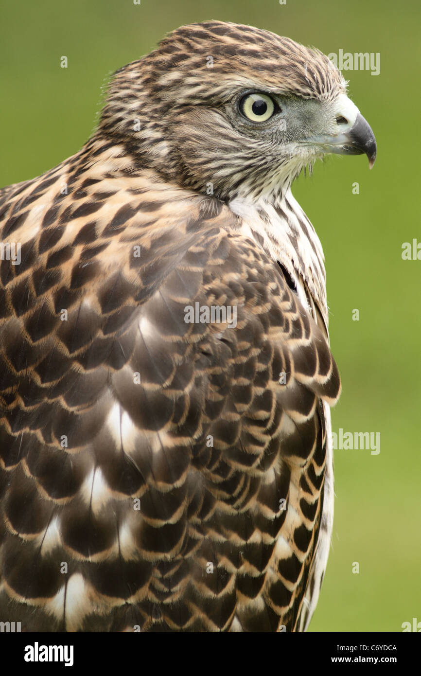 Bird Of Prey at Welsh Hawking Centre Stock Photo - Alamy