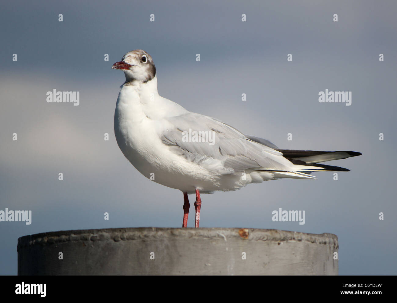 Seagull standing on a post Stock Photo - Alamy