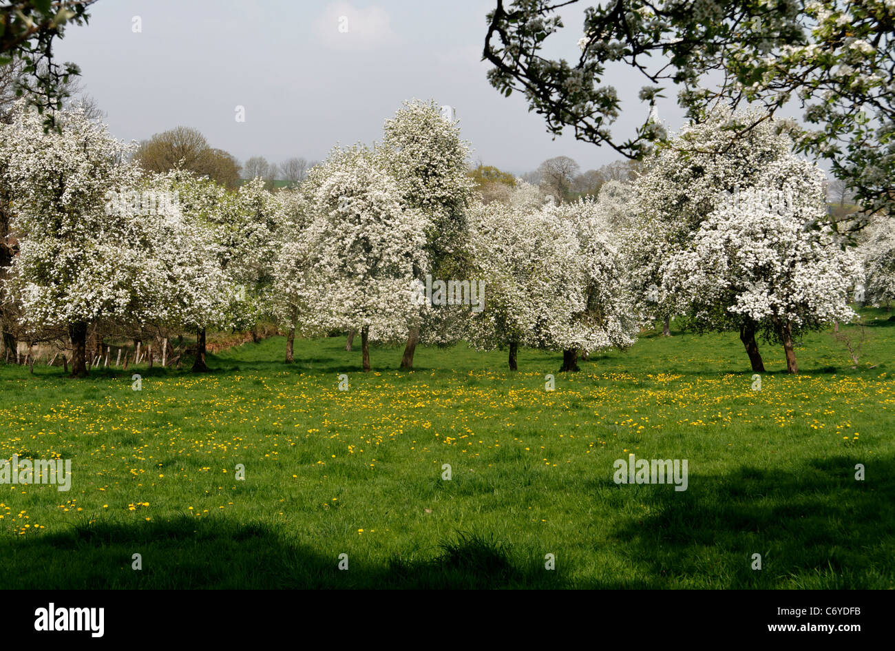 Perry pear trees in bloom at spring (Domfrontais, Orne, Normandy ...
