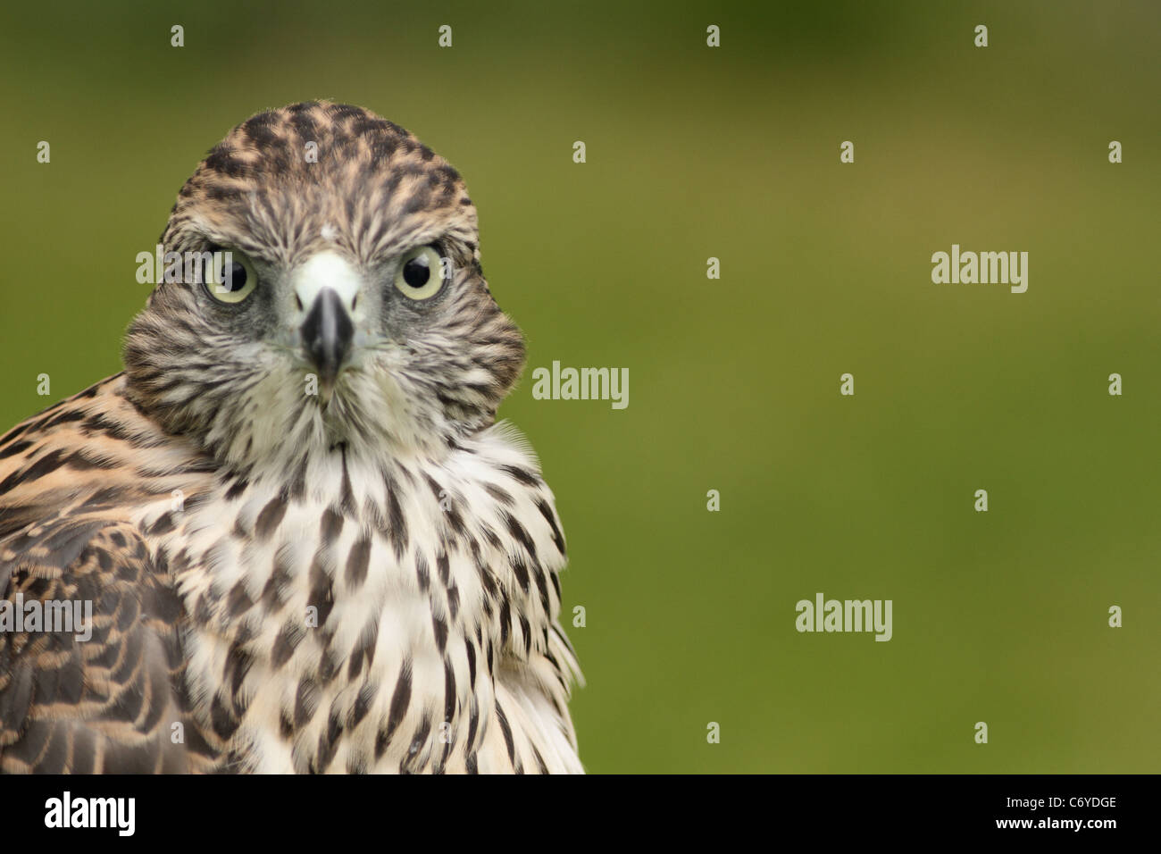 Bird Of Prey at Welsh Hawking Centre Stock Photo - Alamy