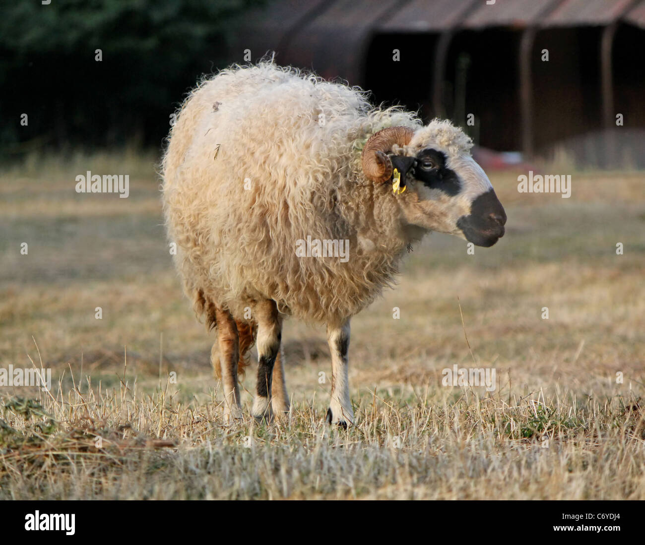 Sheep or ram in a meadow Stock Photo - Alamy