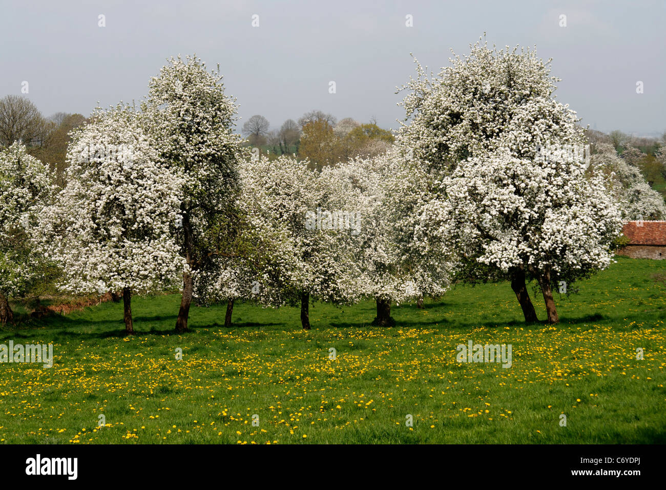 Oechard with perry pear trees and cider apple trees in bloom at spring ...