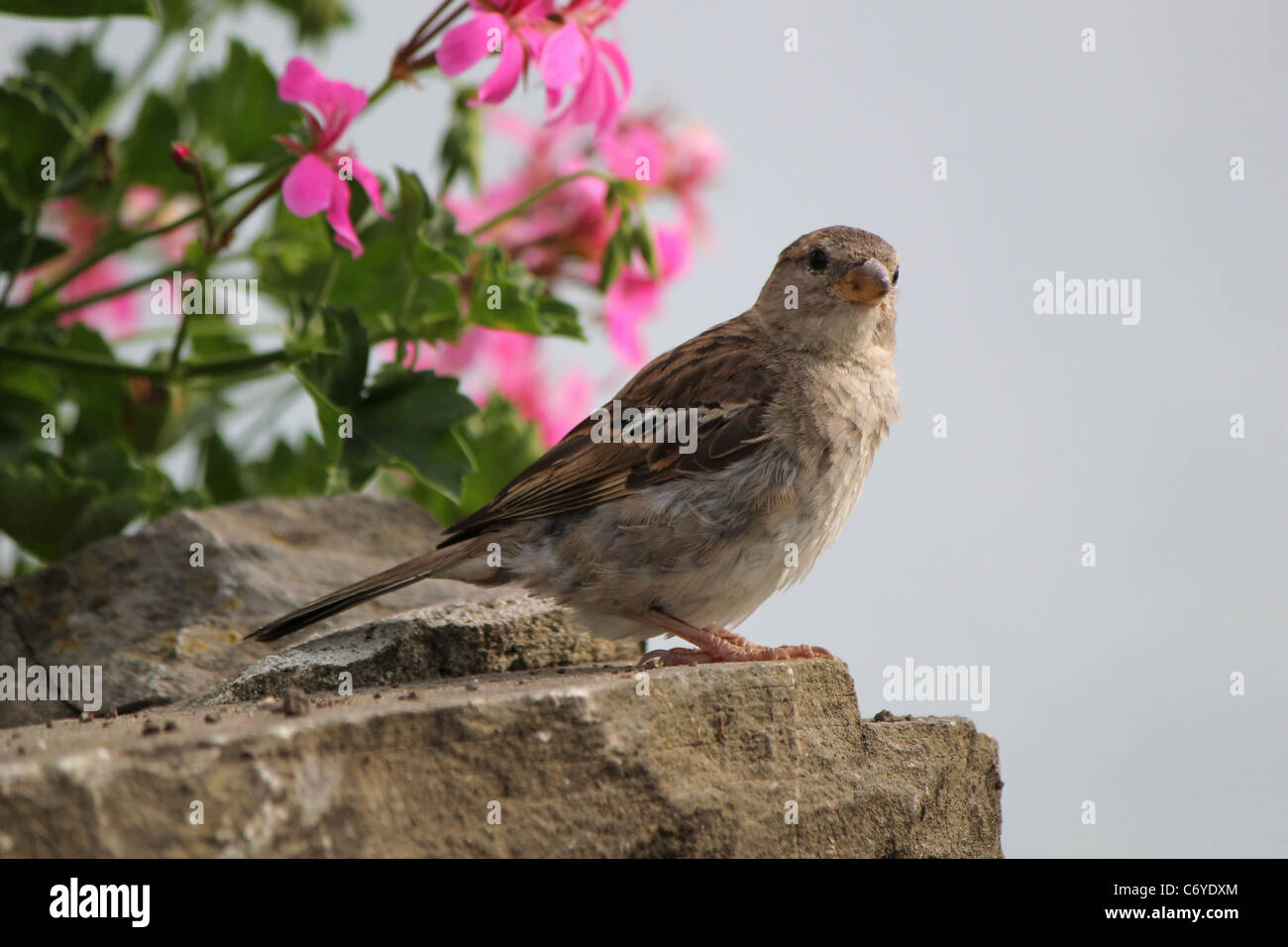 Pretty Sparrow High Resolution Stock Photography and Images - Alamy