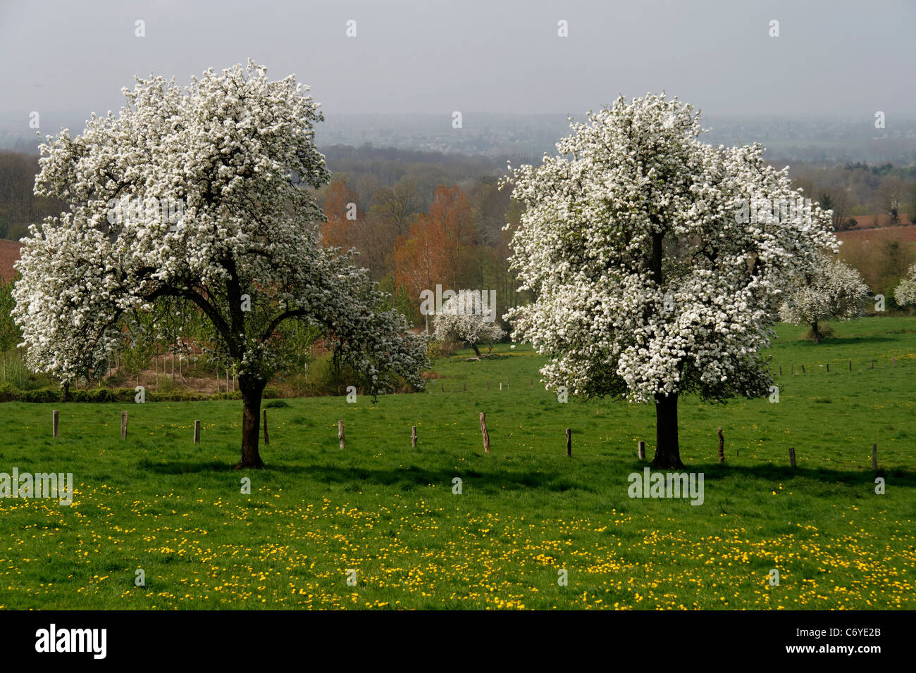 Perry pear trees in bloom at spring (Domfrontais, Orne, Normandy ...
