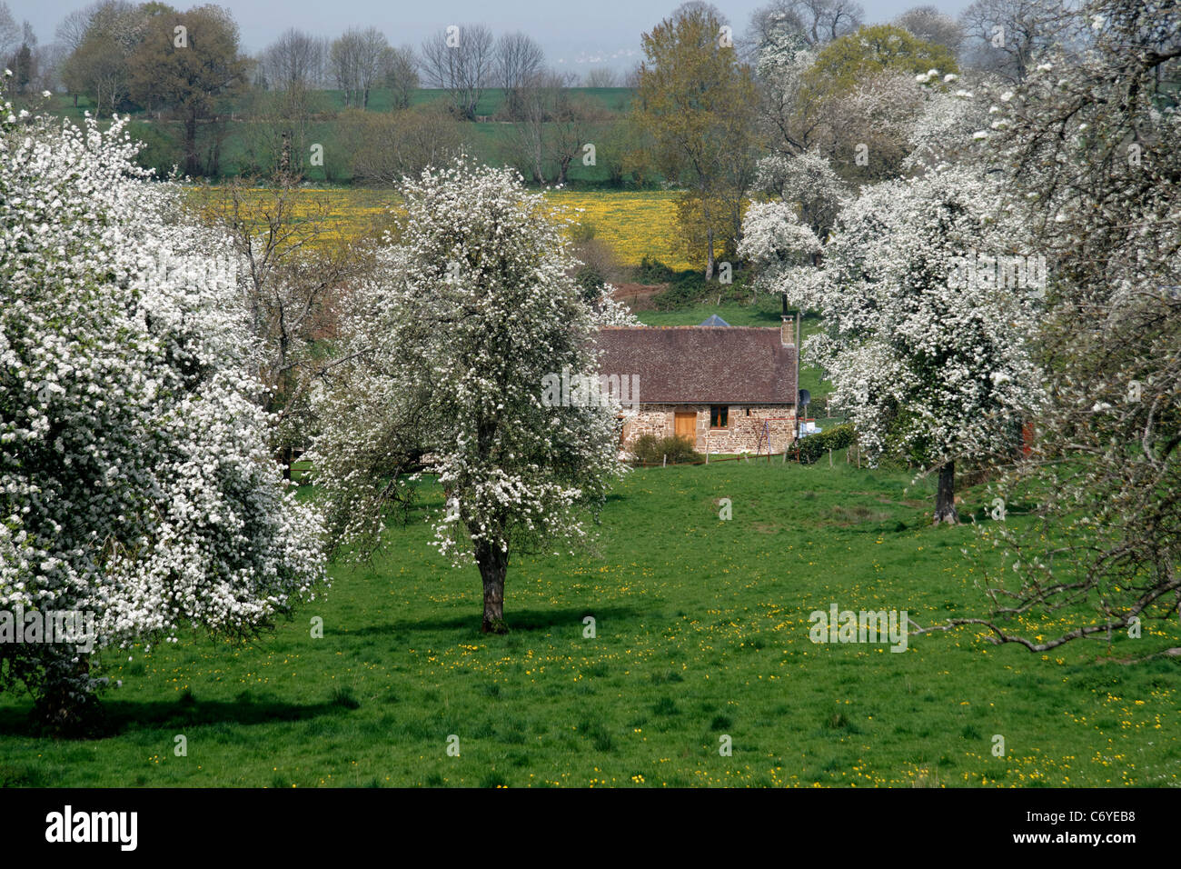 Perry pear trees in bloom at spring (Domfrontais, Orne, Normandy ...