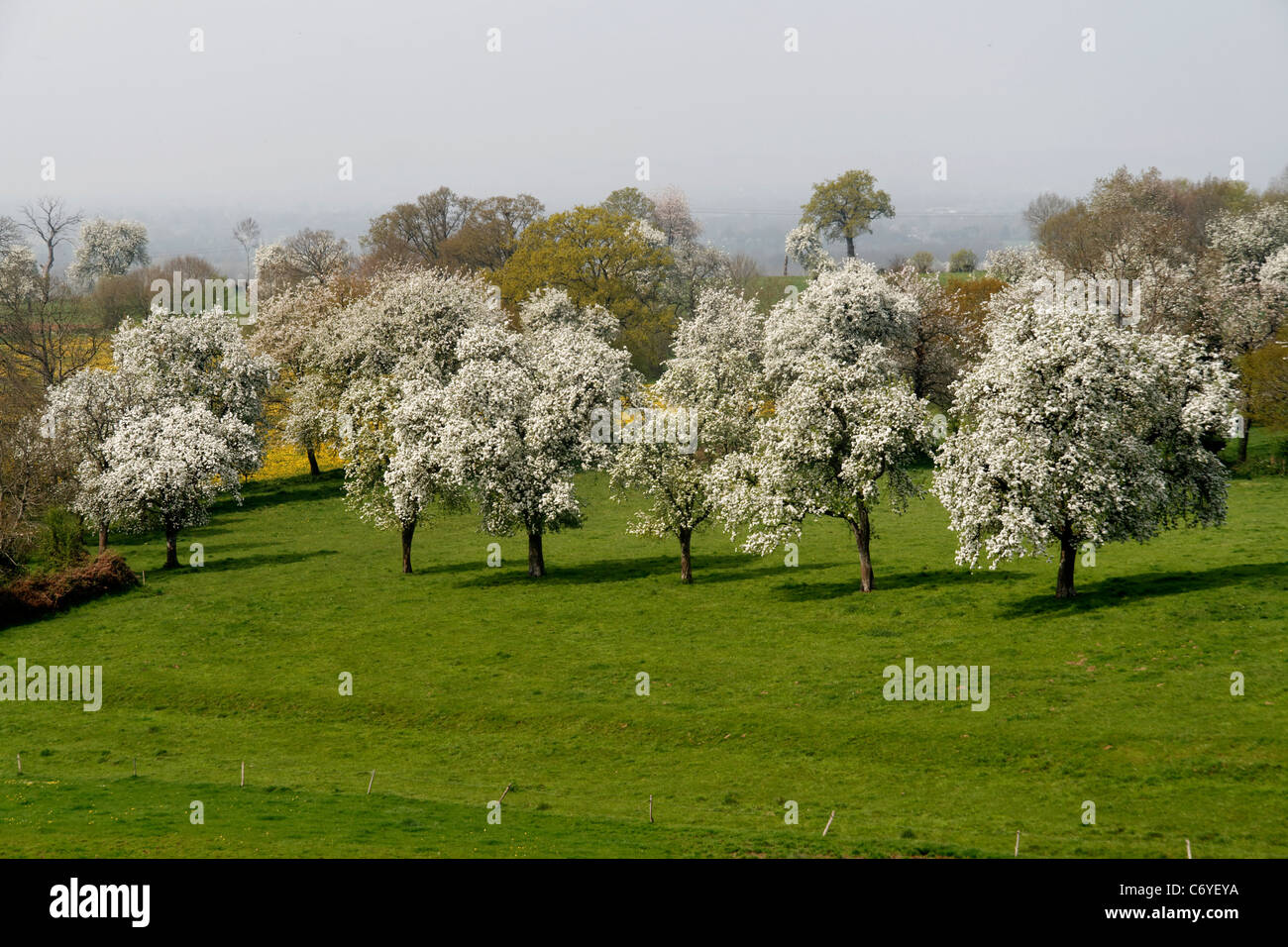 Perry pear trees in bloom at spring (Domfrontais, Orne, Normandy ...