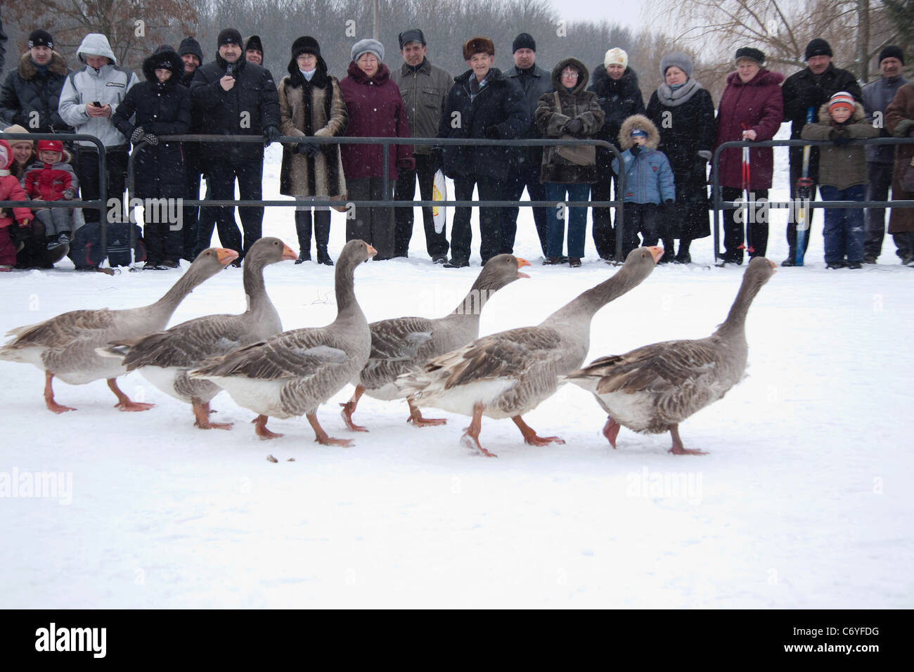 Scenes from a traditional goose fighting match in the town of Tula ...