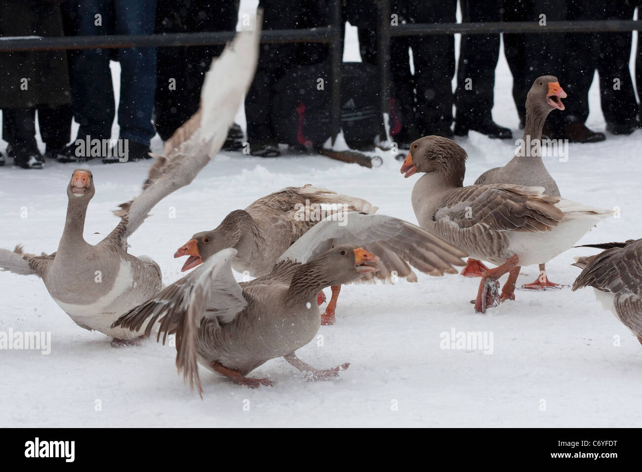 Scenes from a traditional goose fighting match in the town of Tula ...