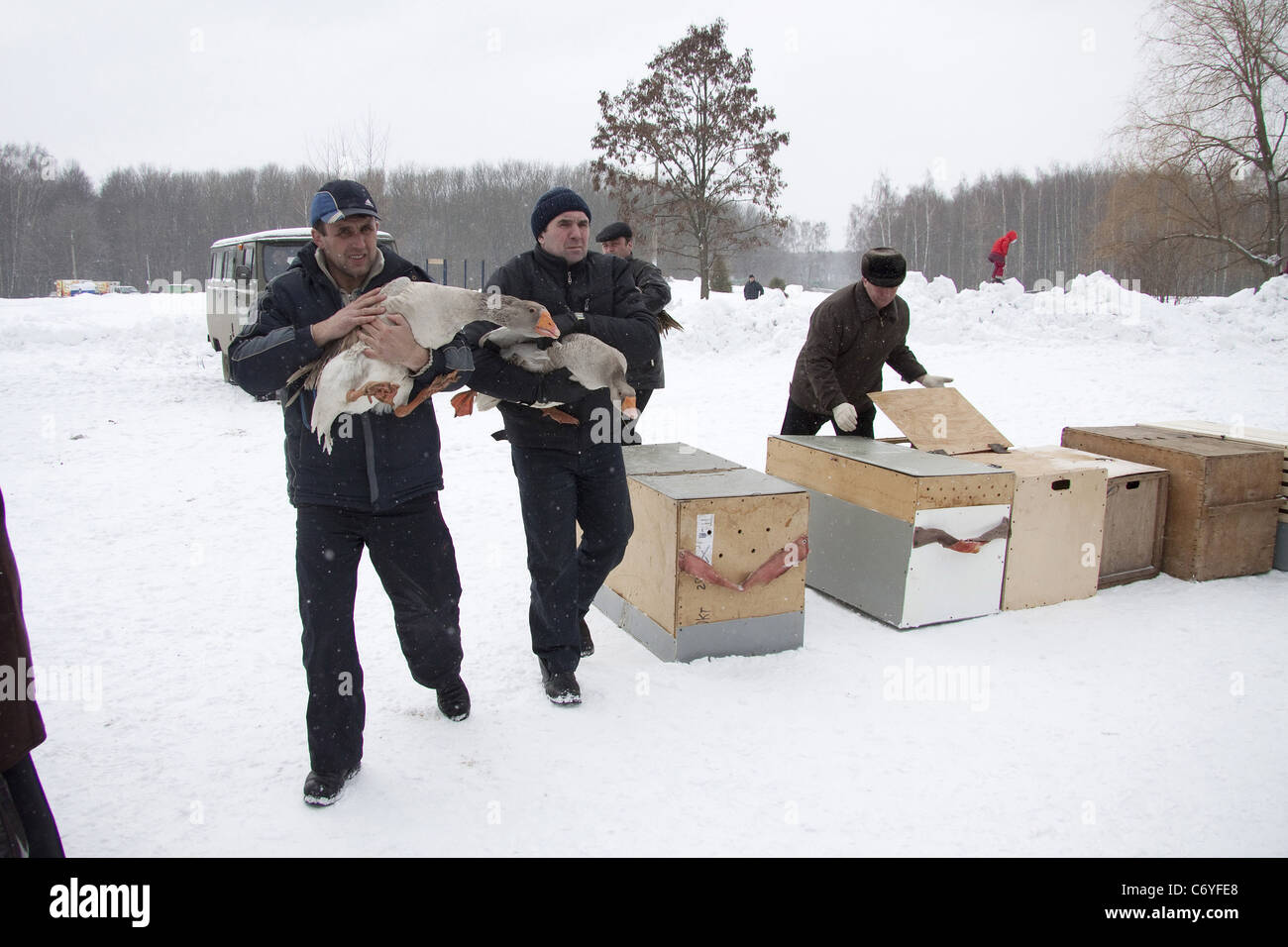 Scenes from a traditional goose fighting match in the town of Tula ...