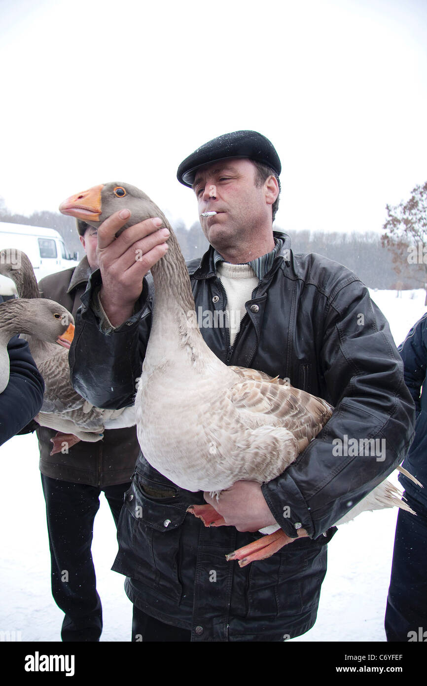 Scenes from a traditional goose fighting match in the town of Tula ...
