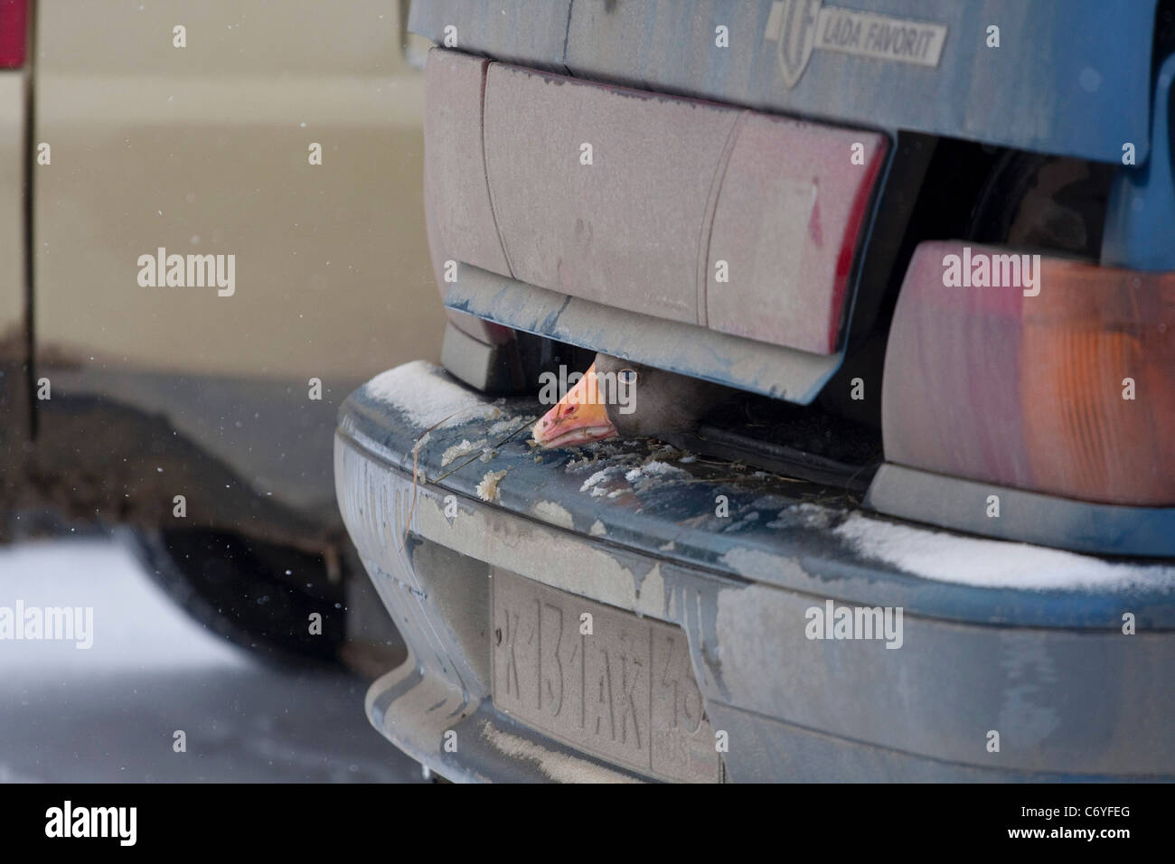 Scenes from a traditional goose fighting match in the town of Tula ...