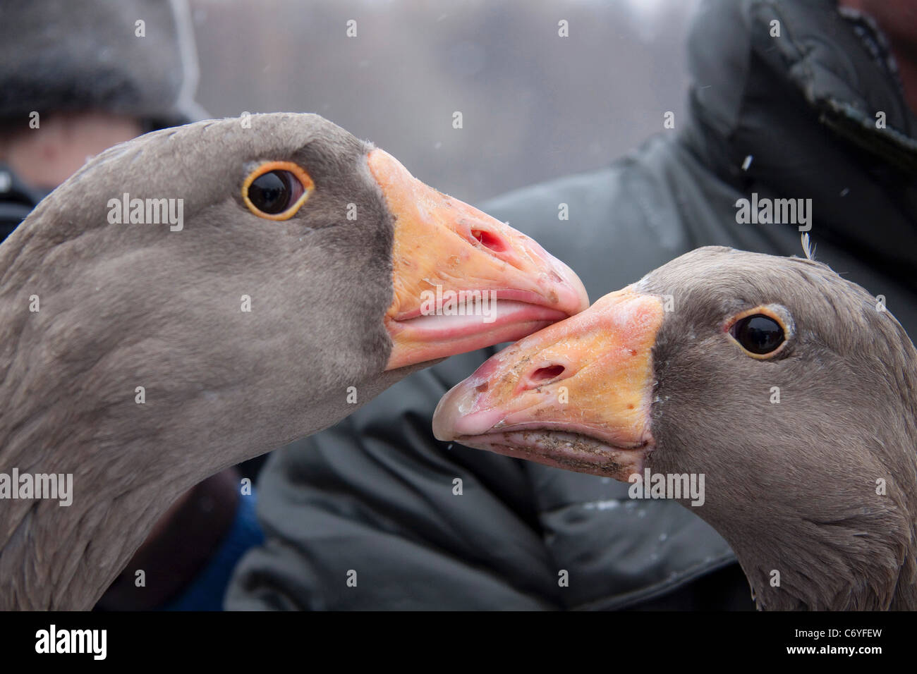 Scenes from a traditional goose fighting match in the town of Tula ...
