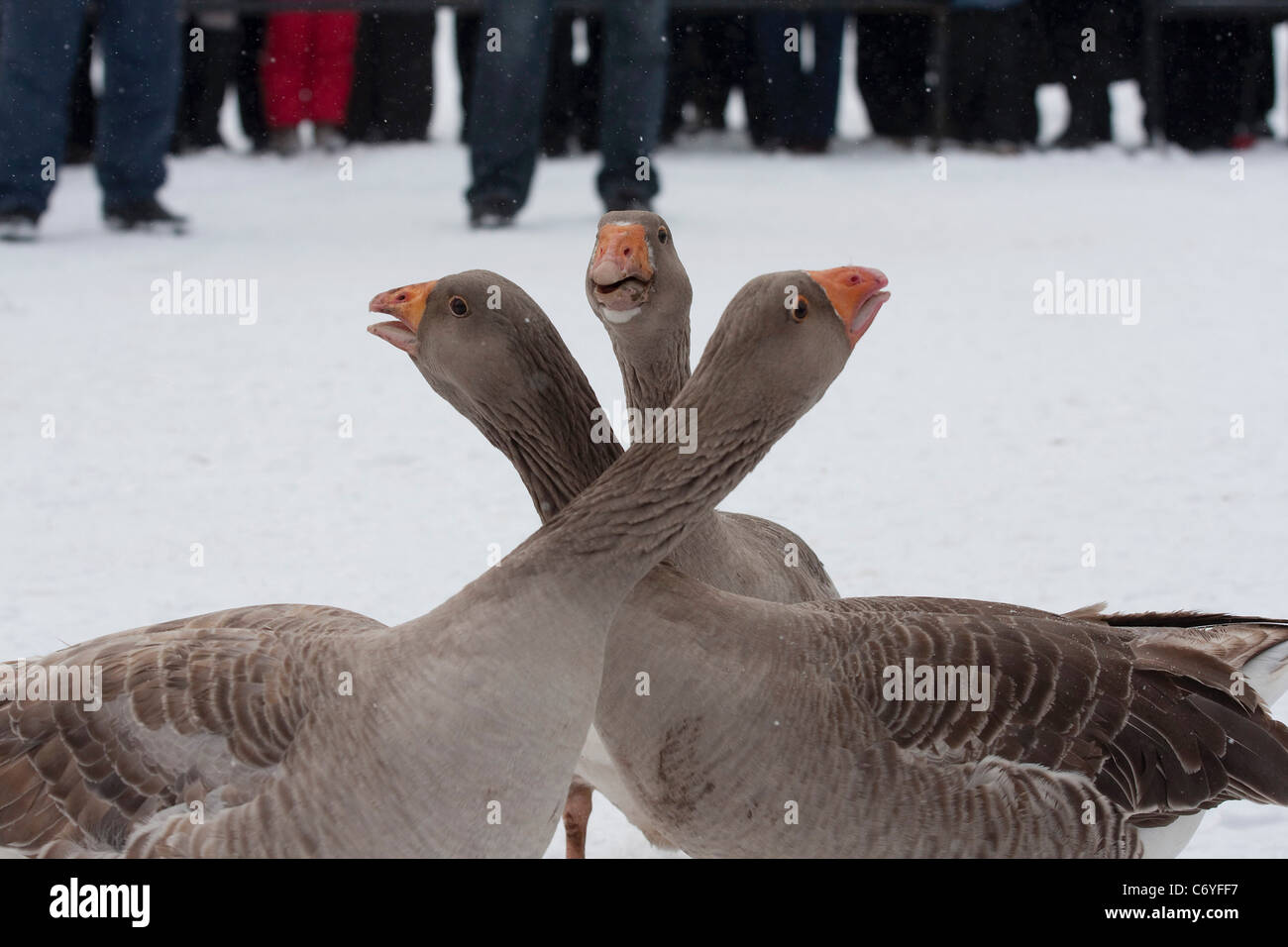 Scenes from a traditional goose fighting match in the town of Tula ...