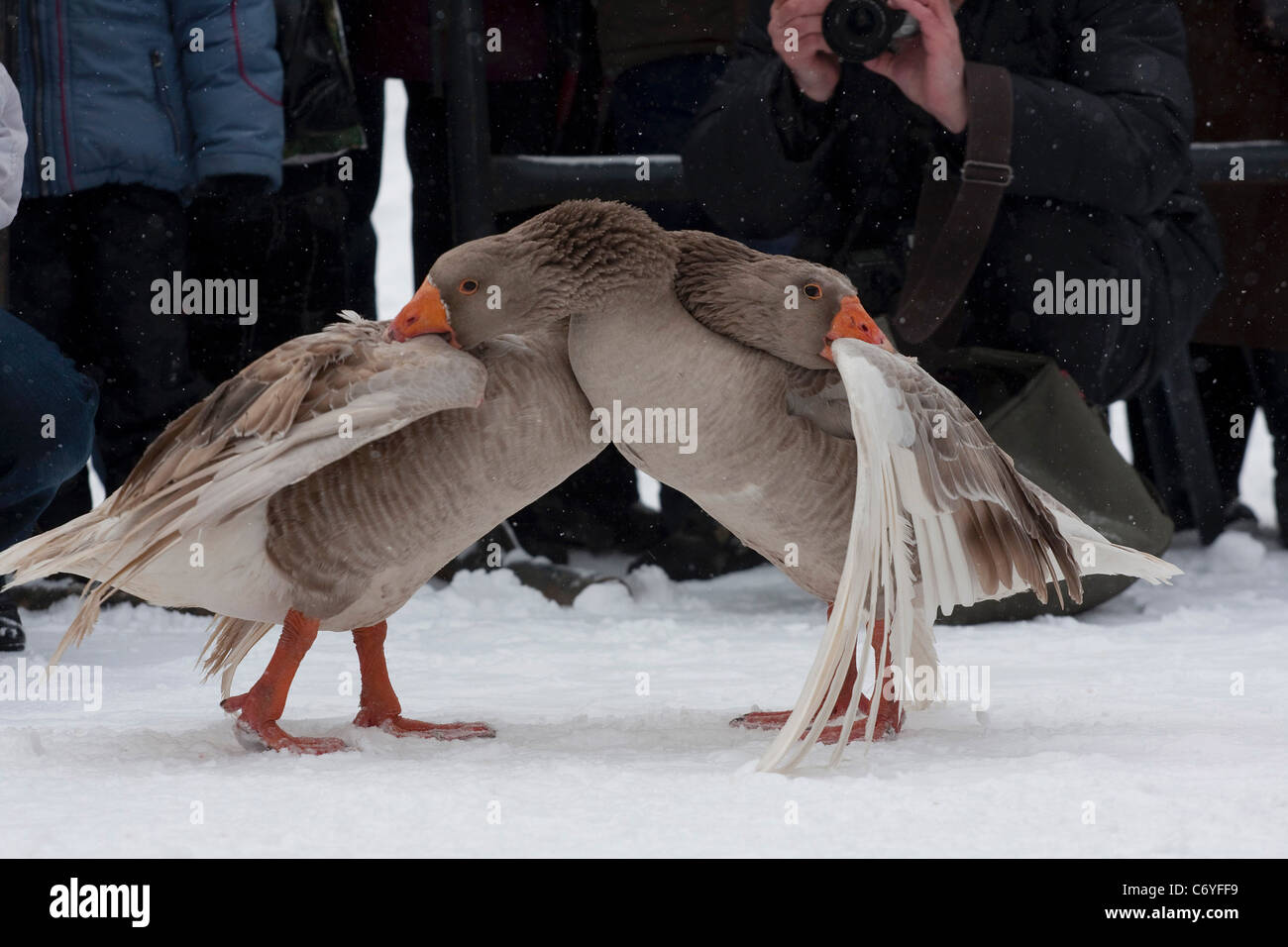 Scenes from a traditional goose fighting match in the town of Tula ...