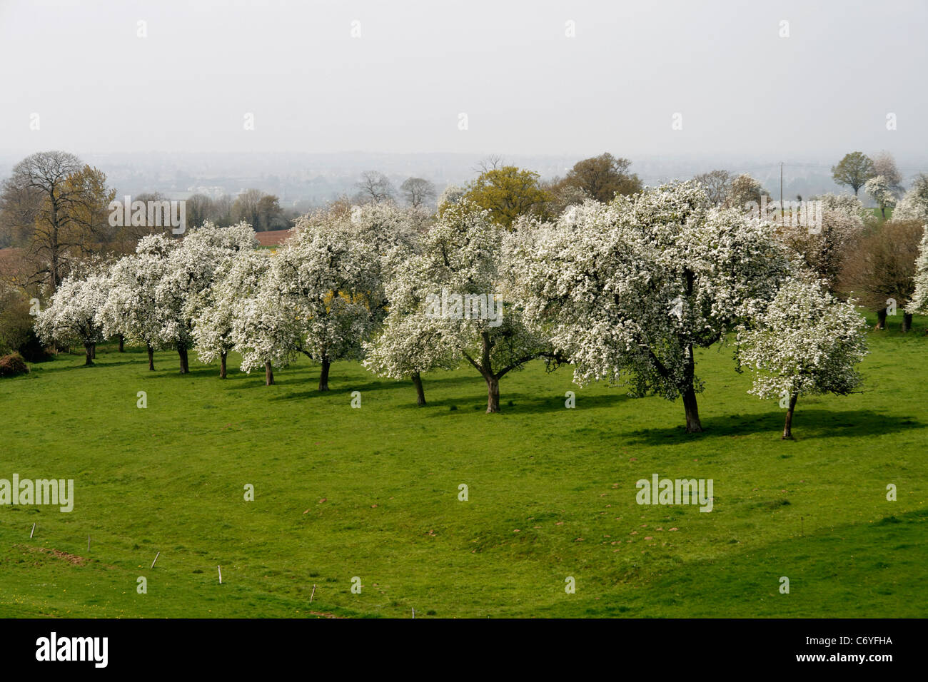 Perry pear trees in bloom at spring (Domfrontais, Orne, Normandy ...