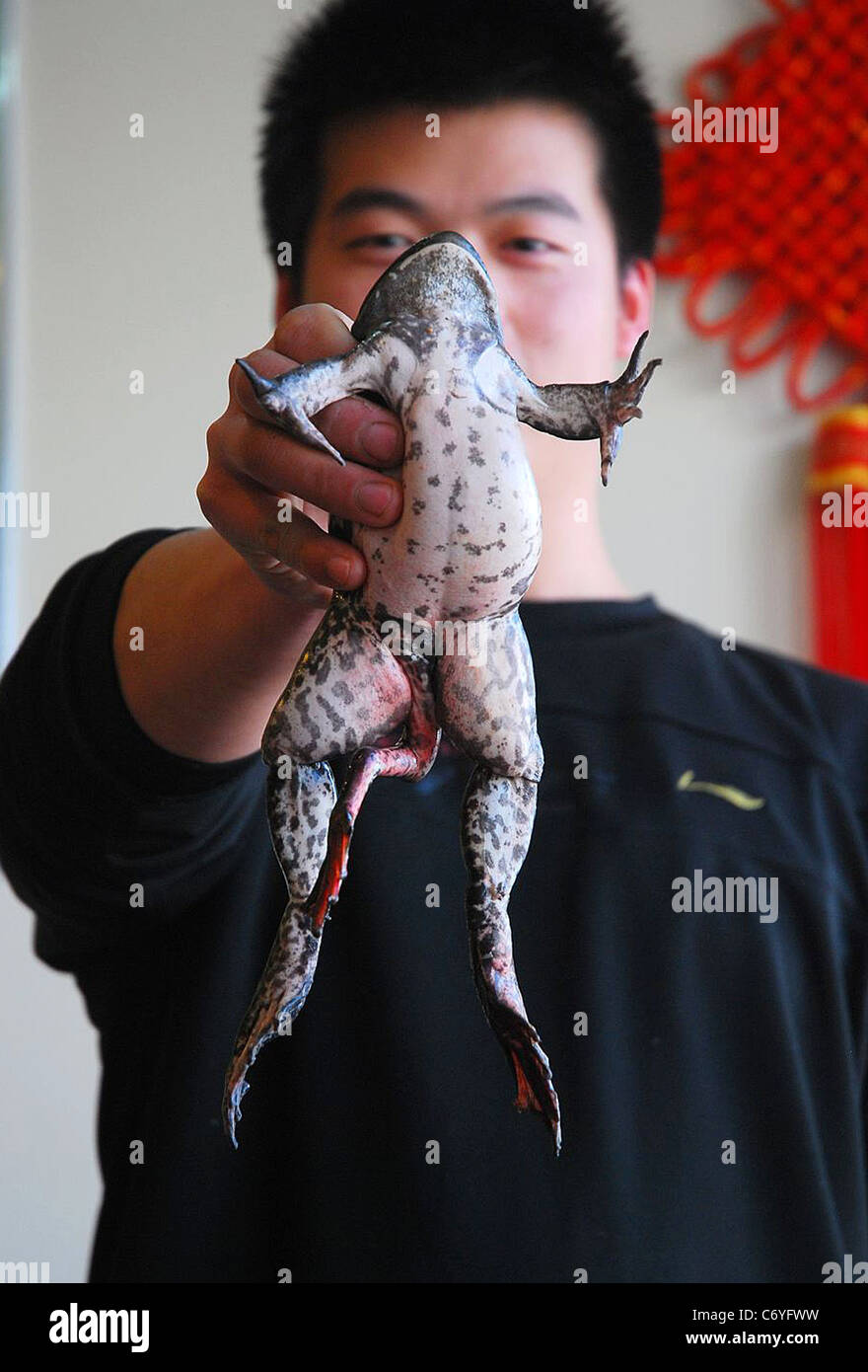 FROG HAS EXTRA JUMPER This funny-looking frog can out-hop any of his ...