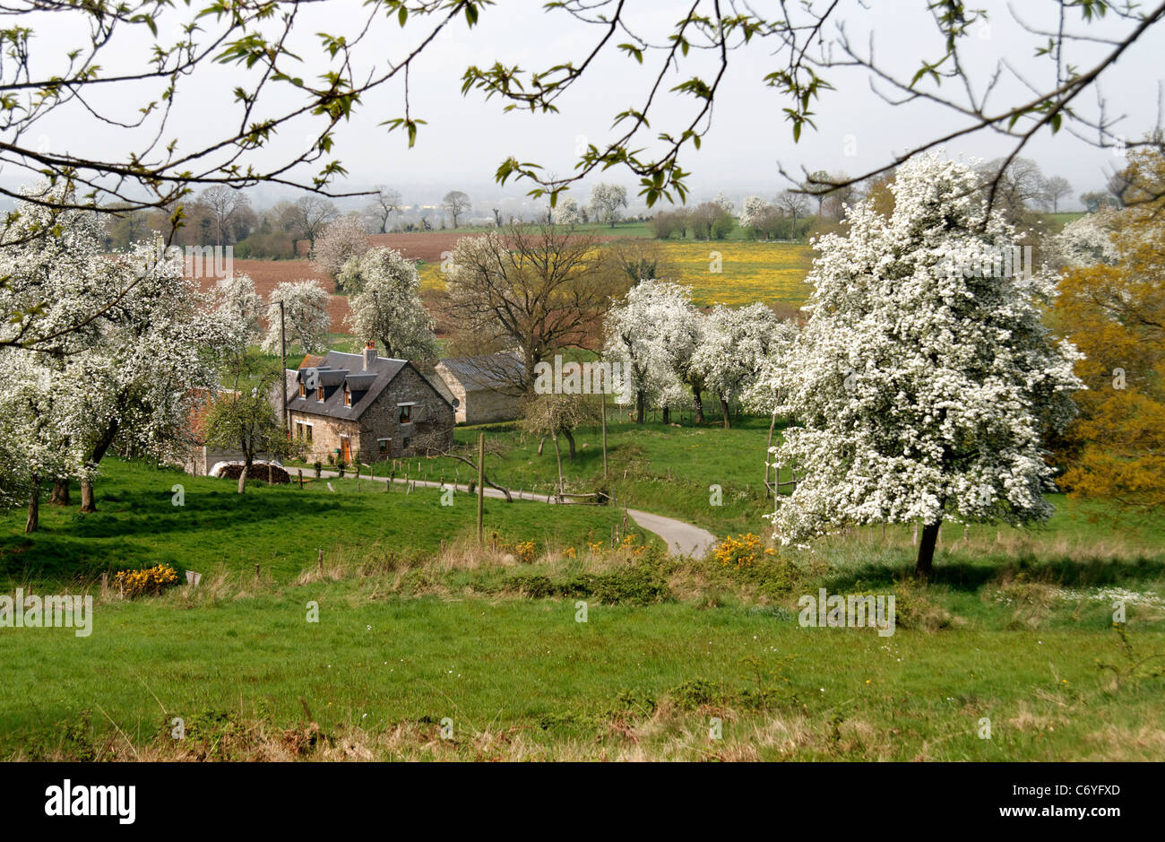 Perry pear trees in bloom at spring (Domfrontais, Orne, Normandy ...