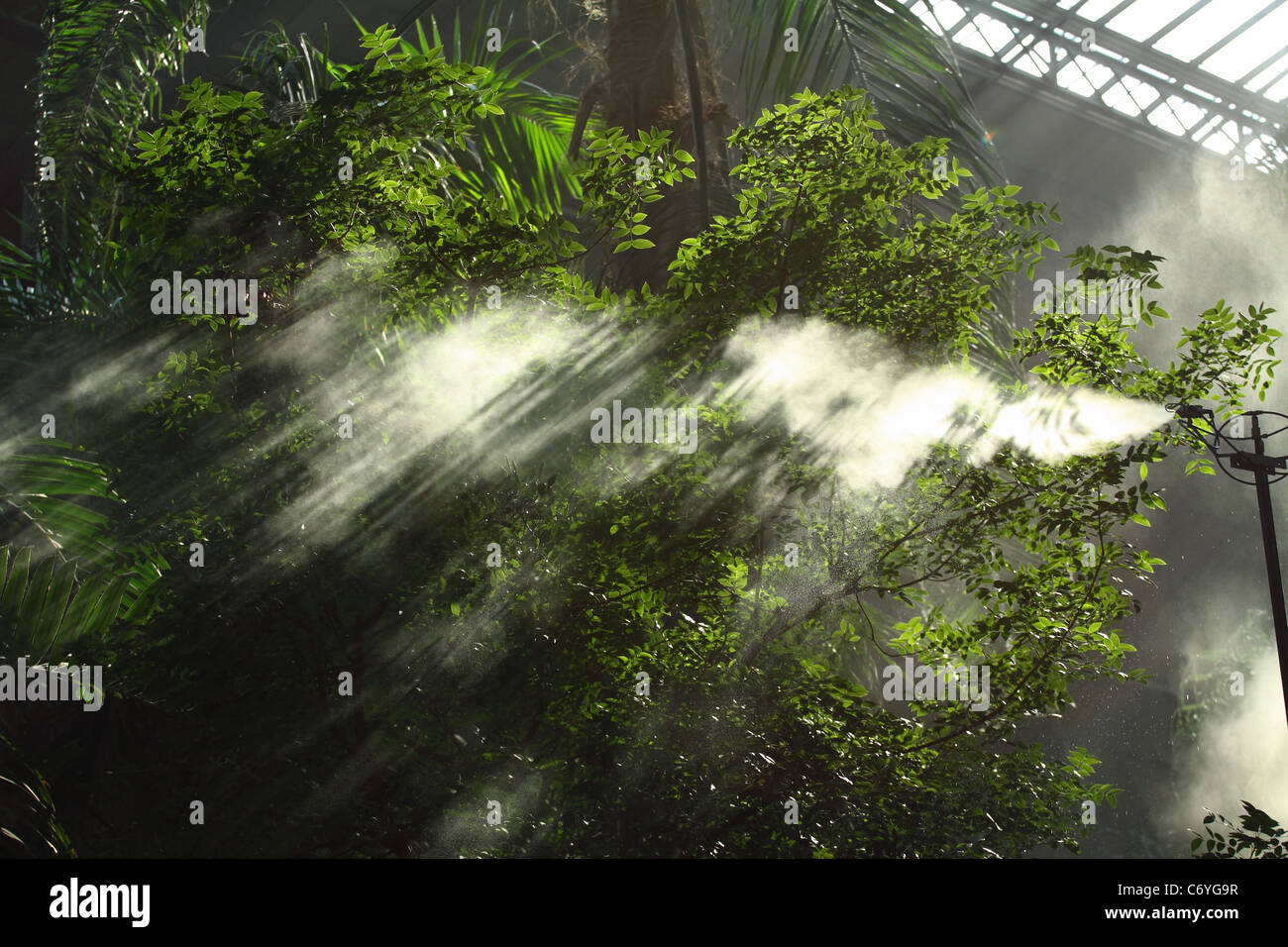 Palm tree sprinkle hi-res stock photography and images - Alamy