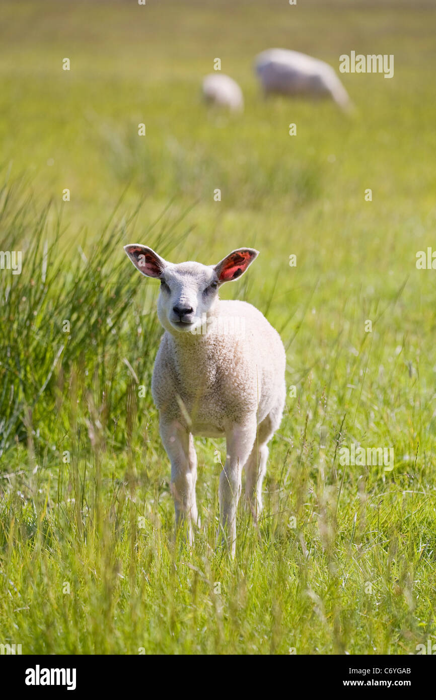 England farming cute rural field outside hi-res stock photography and ...