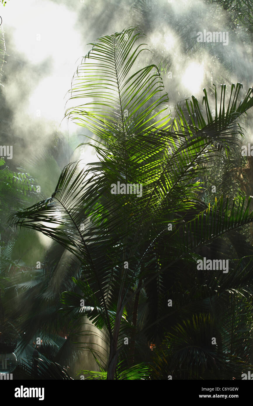 Palm tree sprinkle hi-res stock photography and images - Alamy