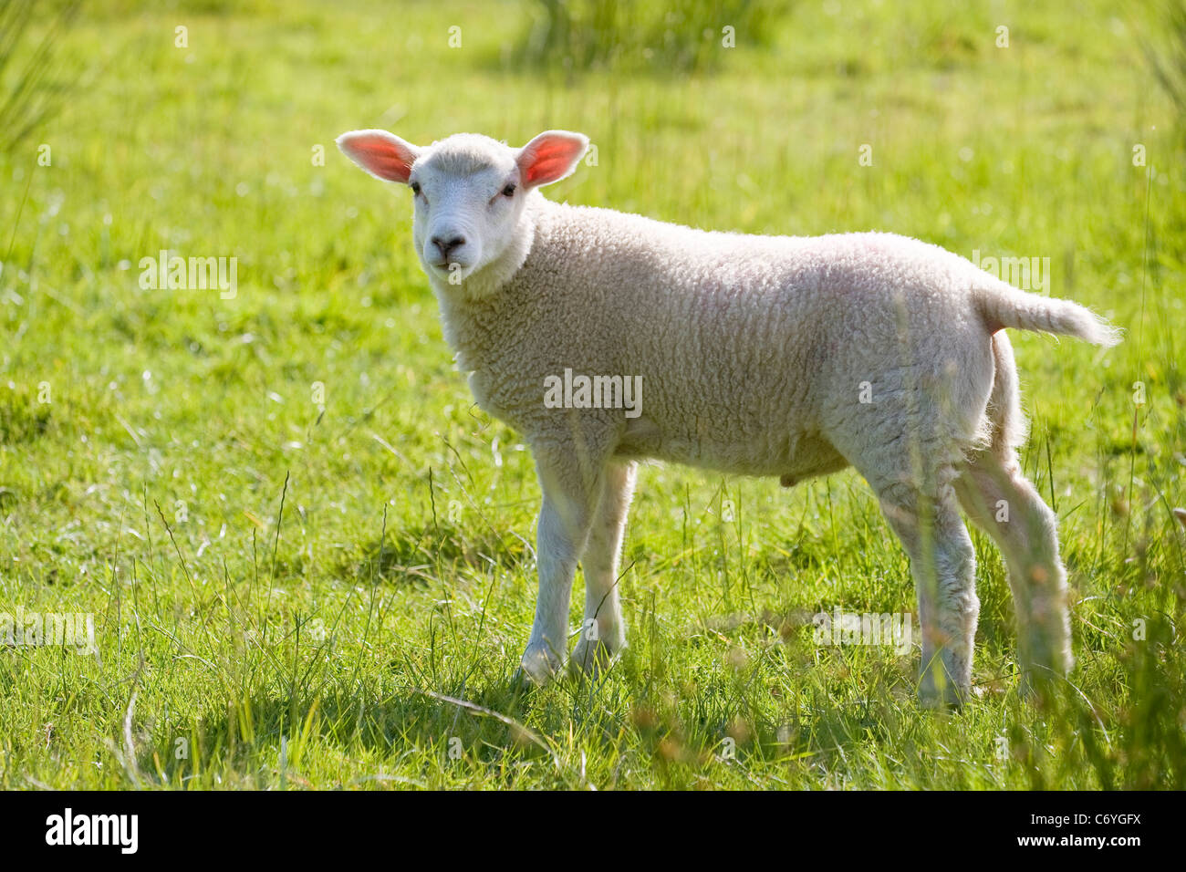 Lamb in Field Stock Photo - Alamy