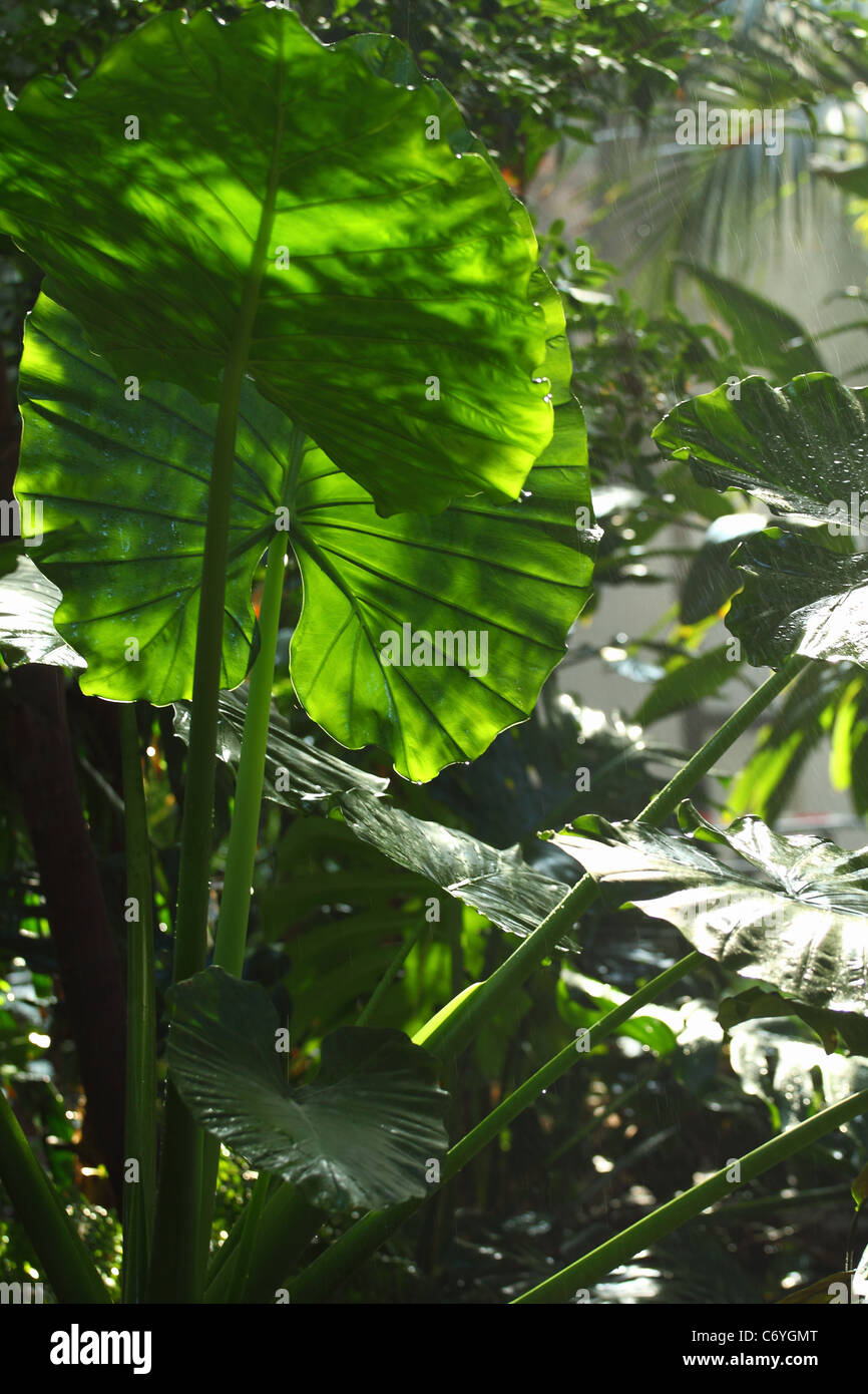 Palm tree sprinkle hi-res stock photography and images - Alamy