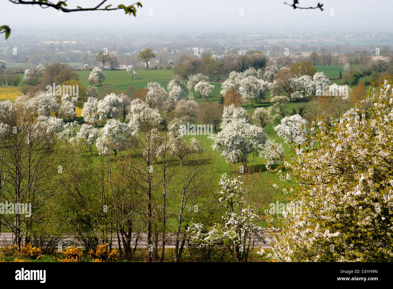 Perry pear trees in bloom at spring (Domfrontais, Orne, Normandy ...