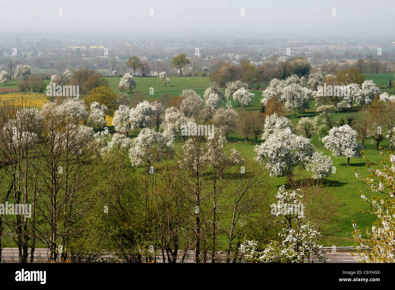 Orchard of perry pear trees in bloom at spring (Domfrontais, Orne ...