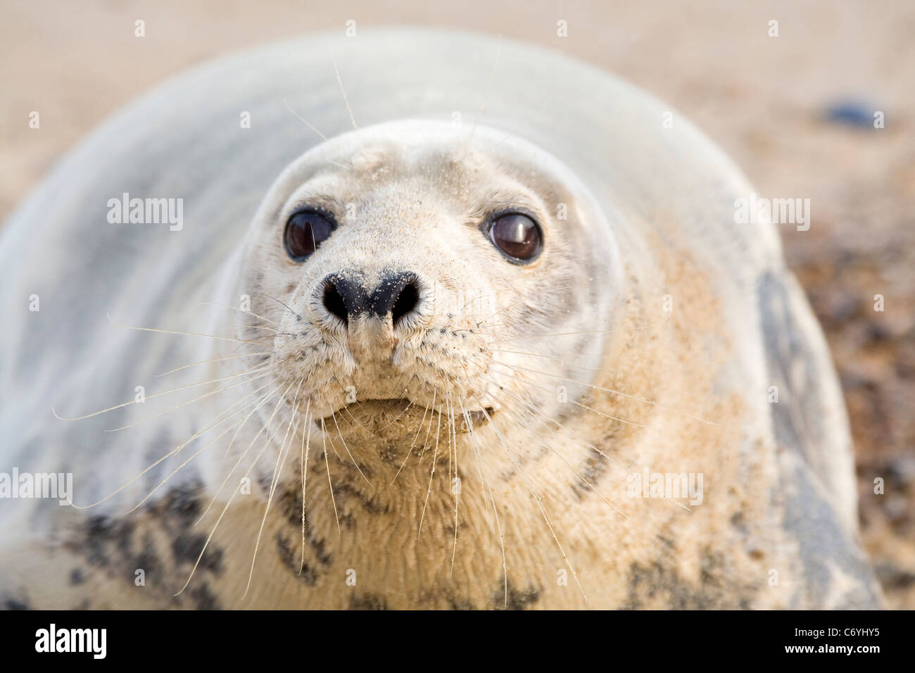 Grey seal animal hi-res stock photography and images - Alamy